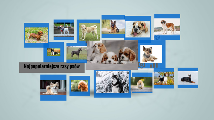 rasy psów by Lili Czar on Prezi