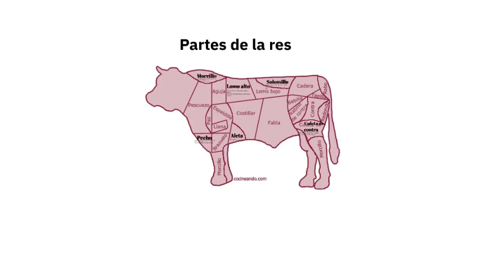 Partes de la res by sandra patzán on Prezi