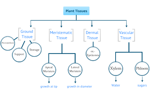 Plant Tissues by Tim Peevyhouse