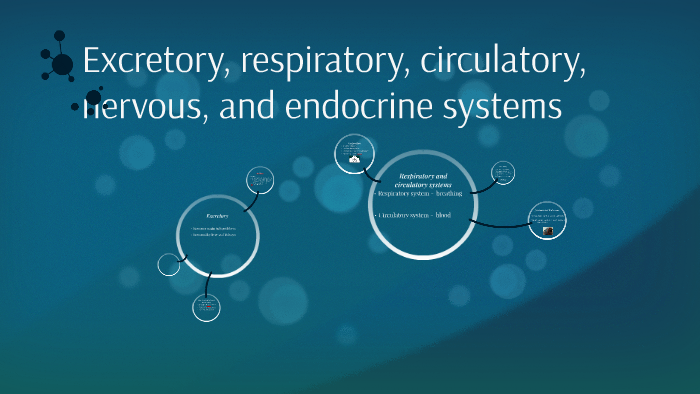 5th: Excretory, respiratory, circulatory, nervous, and endocrine by ...