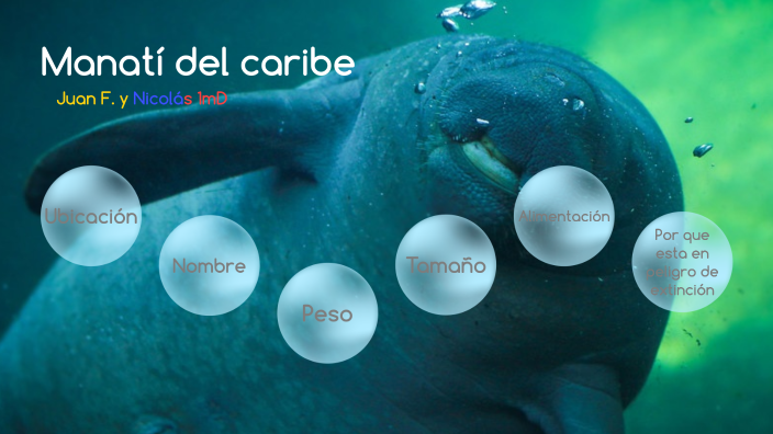 Manatí del Caribe by Nicolas Quintero on Prezi