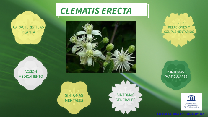 CLEMATIS ERECTA by RUT ESPARZA on Prezi