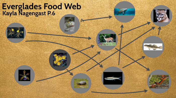 everglades food web by Kayla Nagengast on Prezi