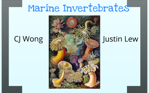 Marine Invertebrates Concept Map by CJ Wong on Prezi