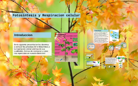 Fotosintesis y respiracion celular by franco Castro on Prezi