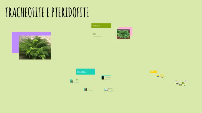 Tracheofite e Pteridofite by matilde banchieri on Prezi