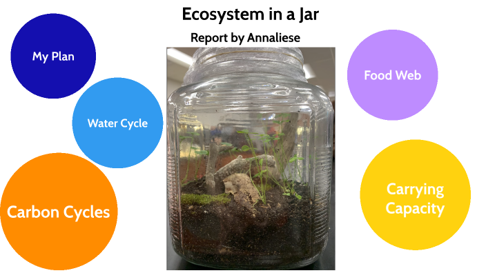 Ecosystem in a Jar by Annaliese M on Prezi