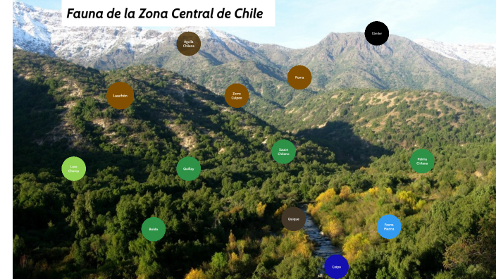 Fauna Zona Centro by Gustavo Gonzalez Poblete on Prezi