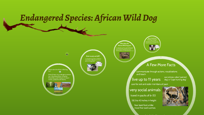 Endangered Species: African Wild Dog by Maya S on Prezi