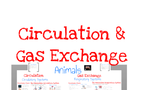 AP Bio - Circulation and Gas Exchange by Jessica Gregerson on Prezi
