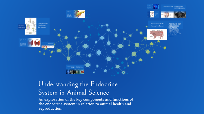 Understanding the Endocrine System in Animal Science by Christine kyn ...