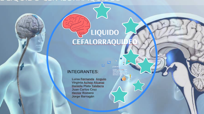 Liquido Cefalorraquideo 6 Importantes Funciones Que Realiza El