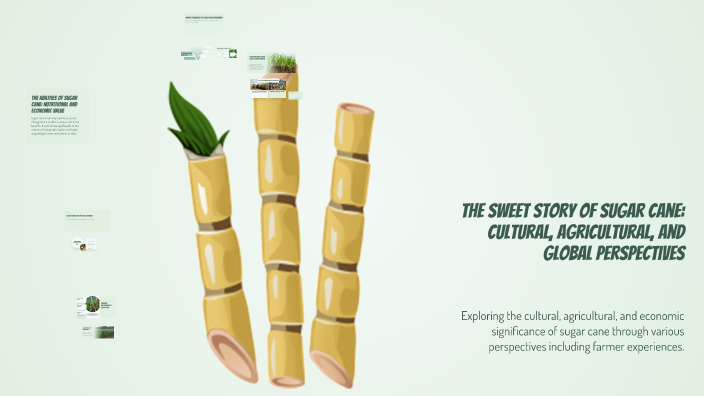 The Sweet Story of Sugar Cane: Cultural, Agricultural, and Global ...