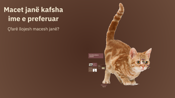 Macet janë kafsha ime e preferuar by Alisa Gjatari on Prezi