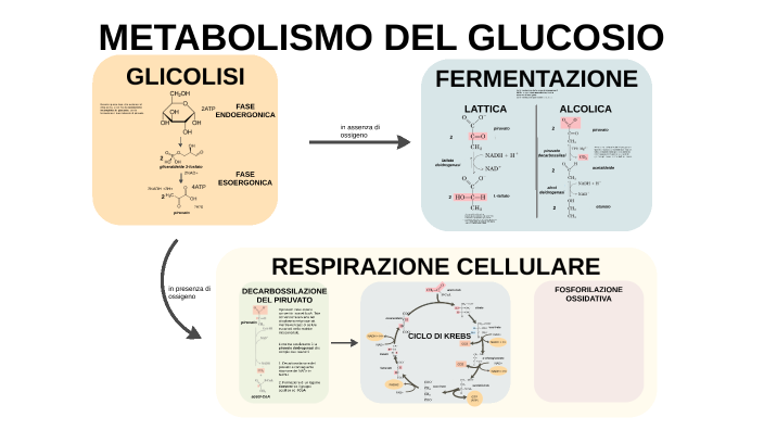 METABOLISMO DEL GLUCOSIO by RICCIO SIMONE on Prezi