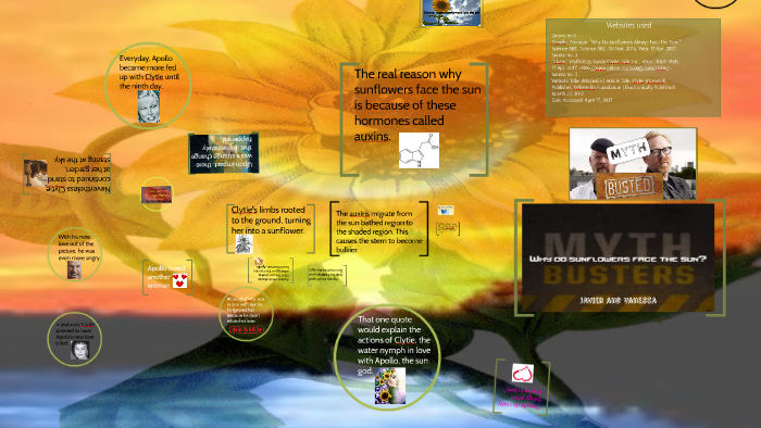 Clytie Myth by Gorden class on Prezi