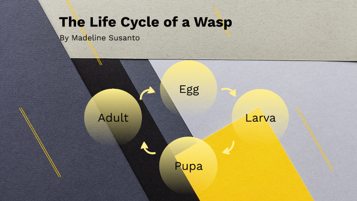 The Life Cycle of a Wasp by Madeline Susanto on Prezi