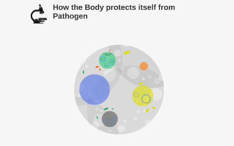How the Body protects itself from Pathogen by Luciano Vidal on Prezi