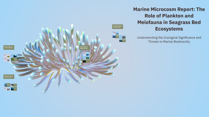 Marine Microcosm Report: The Role of Plankton and Meiofauna in Seagrass ...