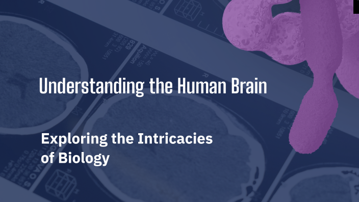 Understanding the Human Brain by Andreea Banu on Prezi