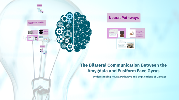 The Bilateral Communication Between the Amygdala and Fusiform Face ...