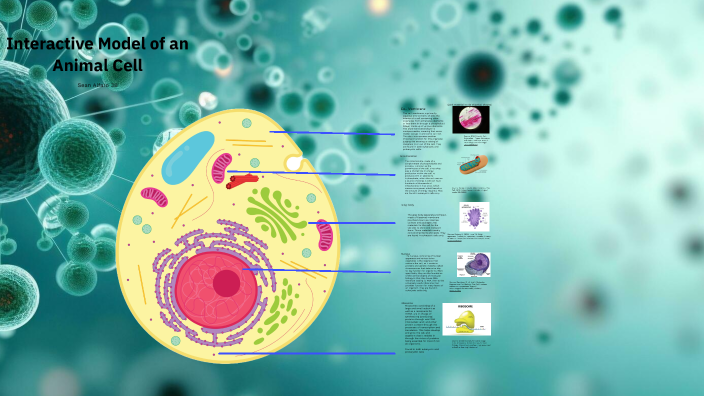 Interactive Model of a Eukaryotic Cell by gibuswagen44 on Prezi