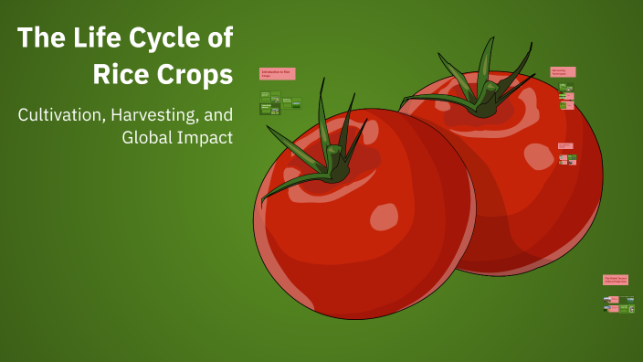 The Life Cycle of Rice Crops by straw lore on Prezi