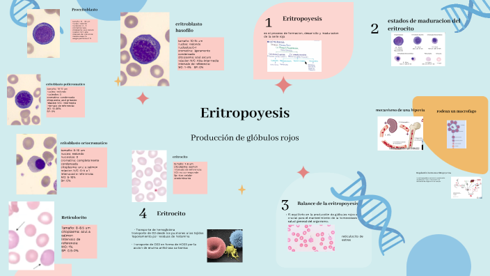 Eritropoyesis by FORTRAN ROLANDO SULLCA ESPLANA on Prezi