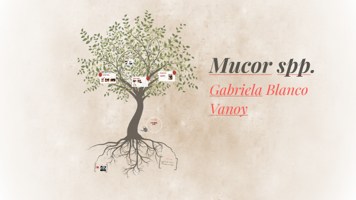 Mucor spp. by gabriela blanco on Prezi