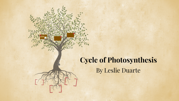 5E lesson Plan: Photosynthesis by Leslie Duarte on Prezi
