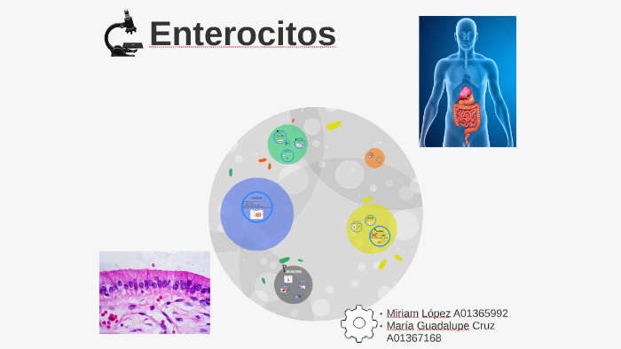 Enterocitos by Miriam López on Prezi