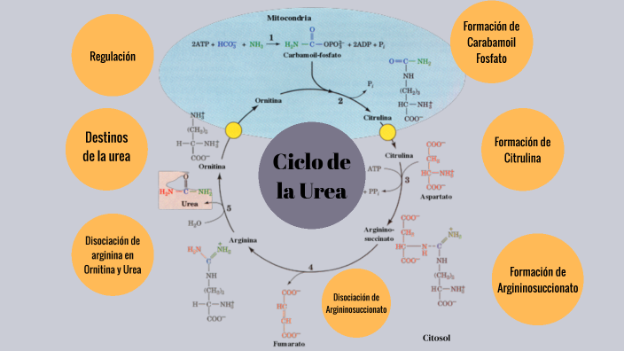Ciclo de la Urea by Carleny Miranda on Prezi