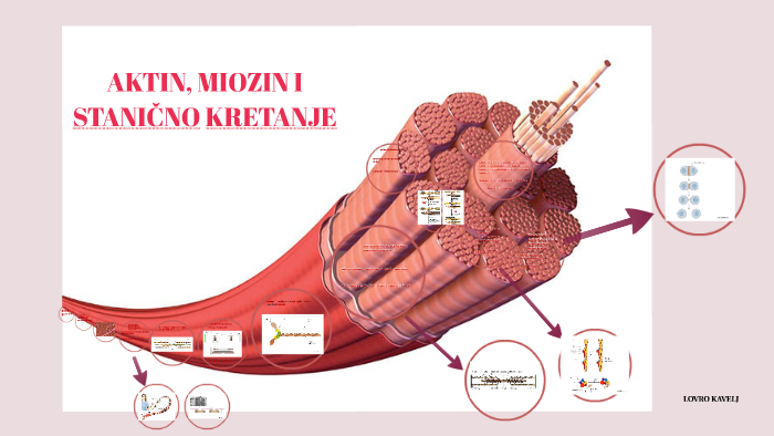 AKTIN, MIOZIN i STANIČNO KRETANJE by Lovro Kavelj on Prezi