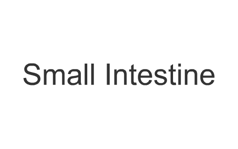 Small Intestine by nick dresch on Prezi