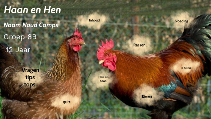 haan en hen by noud camps on Prezi