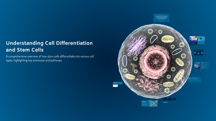 Understanding Cell Differentiation and Stem Cells by aya ly on Prezi