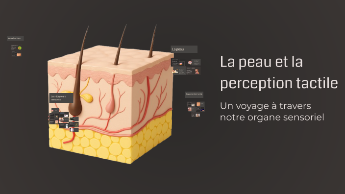 La peau et la perception tactile by hydw/ofvg.wrukf hdfeifh,fuy on Prezi