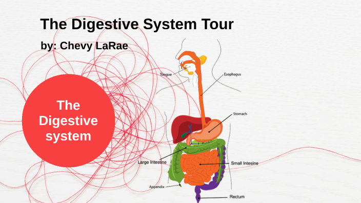 The Digestive system (TOUR) by chevy rankin on Prezi