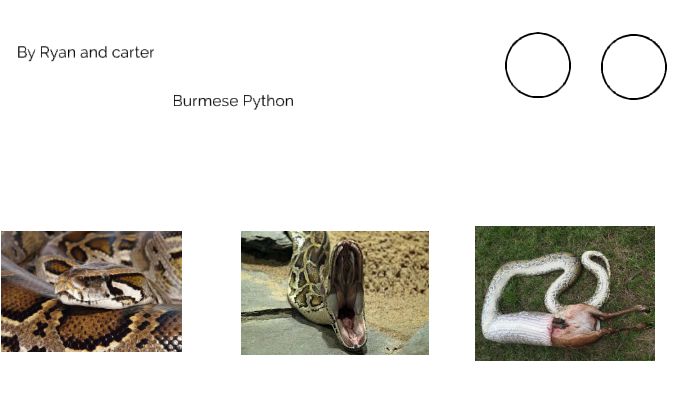 Burmese Python by carter griffin on Prezi