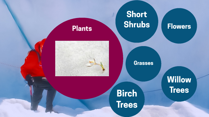 Tundra Presentation by Ryan Myhre on Prezi