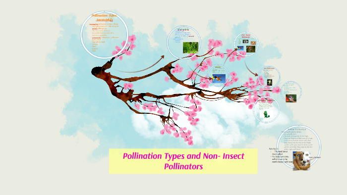 pollination types and non insect pollinators by Nemo Fish on Prezi