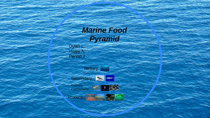 Marine Food Pyramid by Dylan Long on Prezi