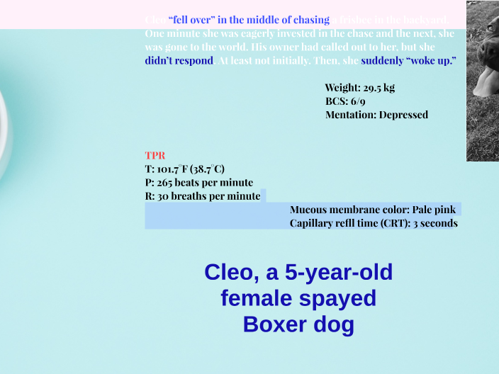 Cleo, a 5-year-old female spayed Boxer dog by Aida Zandi on Prezi