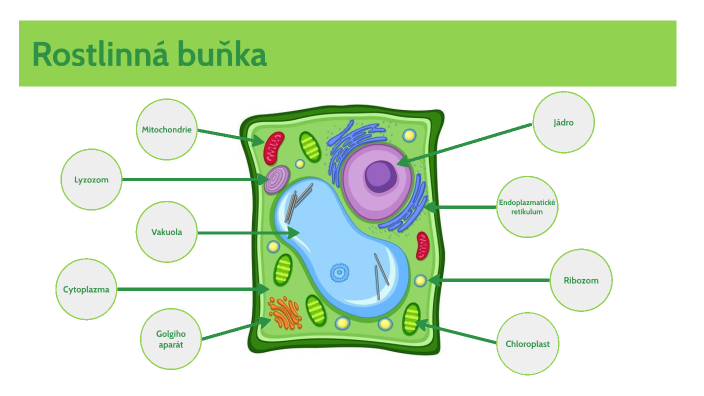 Rostlinná buňka by Lucie Remešová on Prezi