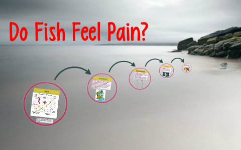 Do Fish Feel Pain? by Kayla Dineen on Prezi
