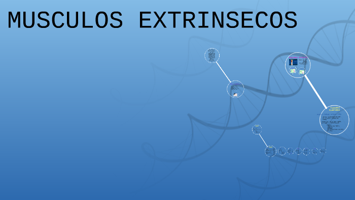 MUSCULOS EXTRINSECOS by Marian Mon on Prezi