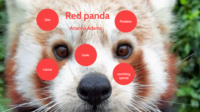 red panda by Arianna Adams on Prezi