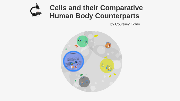 Cells and their Comparative Human Body Counterparts by Courtney Coley