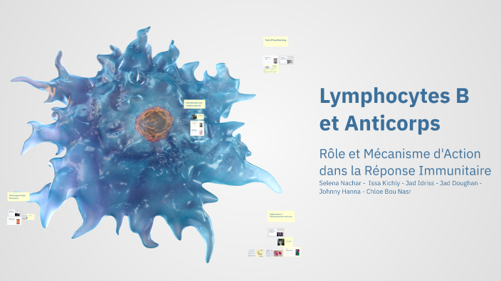 Les Lymphocytes B et Anticorps by Selena Nachar on Prezi