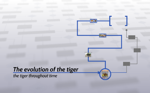 The evolution of the tiger by pete b